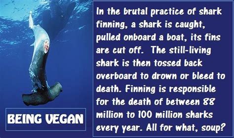 Shark Fin Soup Why Vegan Vegan Living