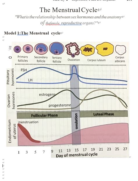 Solved 110v Produuluu Dopo Iluluuluuluu The Menstrual Cycle
