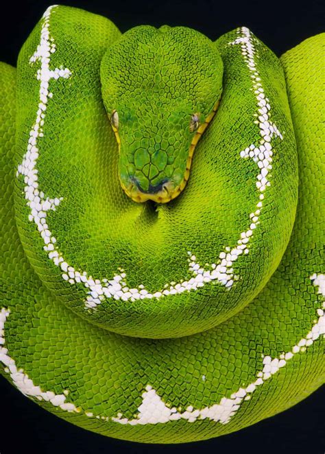Green Tree Python Teeth