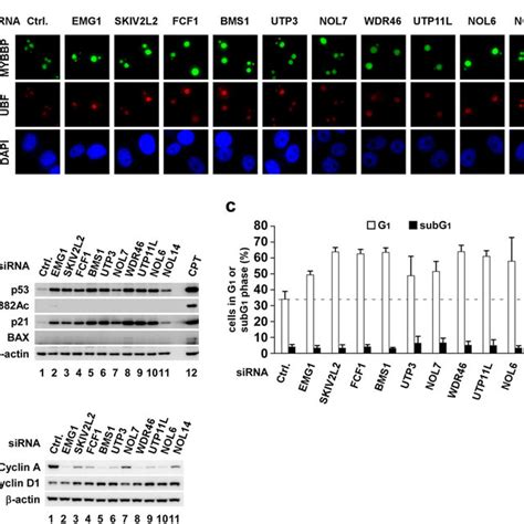 Depletion Of Various Rrna Processing Factors Activates P53 Without
