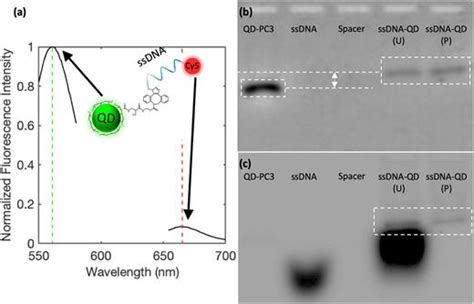 Compact Quantum Dot Surface Modification To Enable Emergent Behaviors