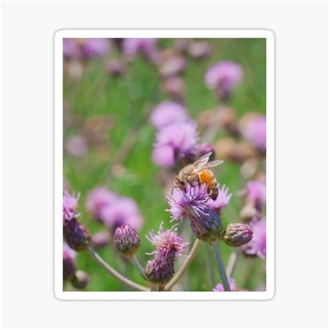 Nectar Fields Forever Sticker For Sale By Dlamb Redbubble