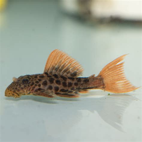 L600 Leopard Cactus Pleco Pseudacanthicus Leopardus Tropical Aquarium