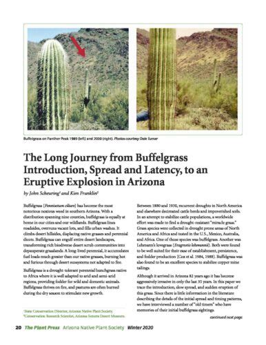The Long Journey From Buffelgrass The Arizona Native Plant Society