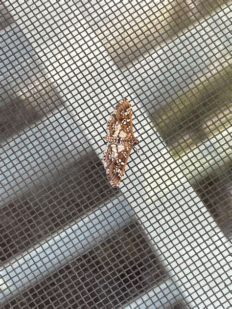 Samea Castellalis R Insects