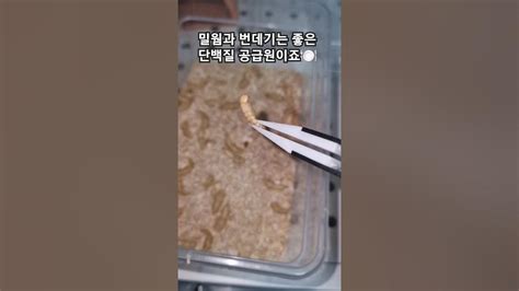 꼬마뱀 간식 Youtube