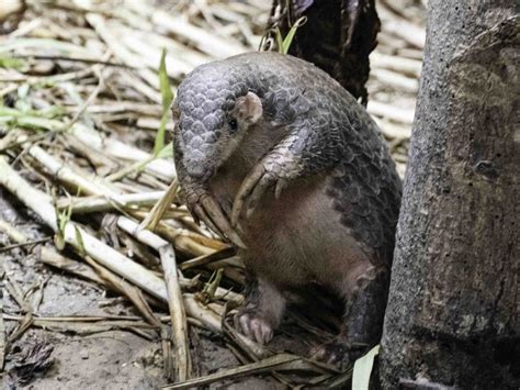 世界極度瀕危等級野生動物穿山甲 在臺救傷原因多為犬隻攻擊、車禍及陷阱 農傳媒