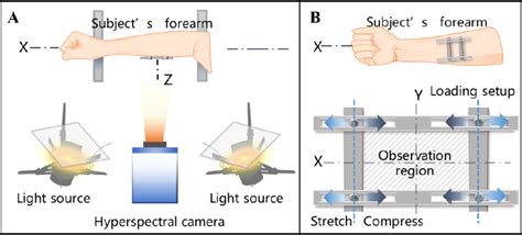 Figure 1 From Dynamic Model For The Strain Modulated Spectral Reflectance Of The Human Skin In