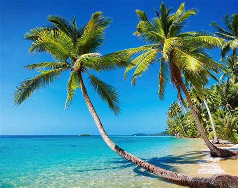 Hd Wallpaper Coconut Tree Island Caribbean Cave Water Sea Beauty
