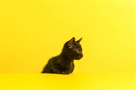 Los gatos parece que ven fantasmas pero qué ven realmente Infobae