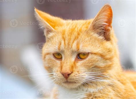Portrait Of A Red Cat On A Blurred Background Red Cat Face The