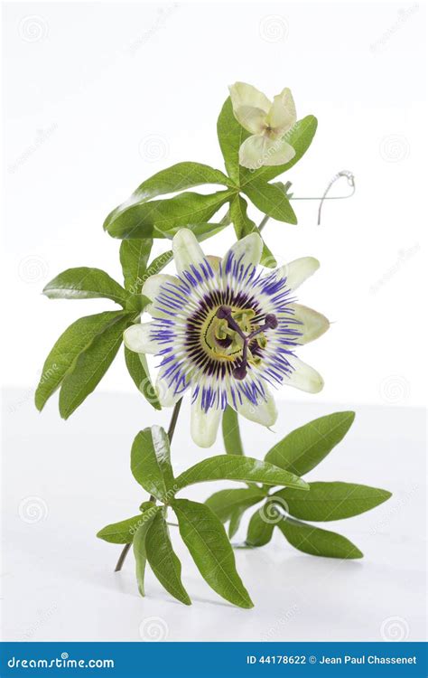 Passion Fruit Flower And Leaves Isolated On A White Background Stock