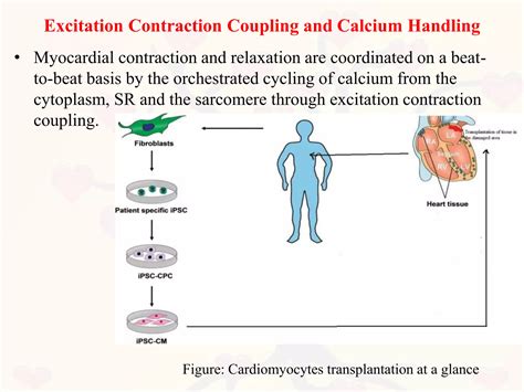 Production Of Stem Cell Derived Cardiomyocytes Pptx