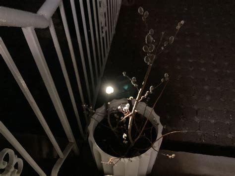 Chelan Cherry Trees For Sale