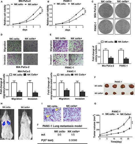 Frontiers Corrigendum Natural Killer Cell Derived Exosomal Mir 3607