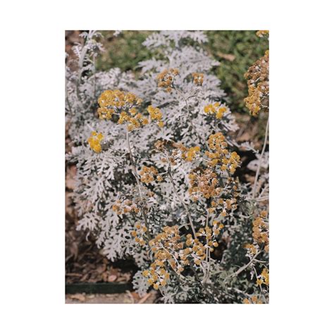 Southern Comfort — Reid Mitchell C