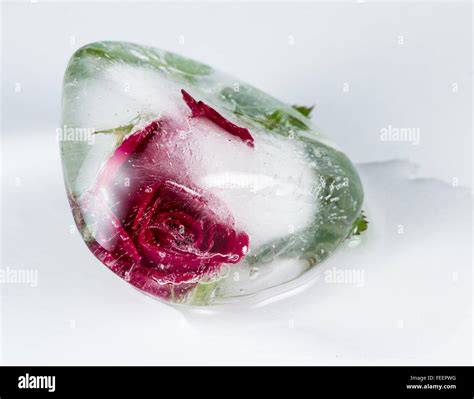 Close Up Of A Small Red Rose Frozen In An Ice Cube Adding Beautiful