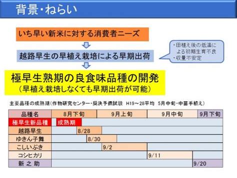 極早生で食味が良い水稲新品種葉月みのり 新潟県ホームページ