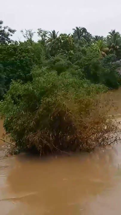 කැලණි ගගෙන් ගහගෙන ආපූ පතරම් ලොකු උන පදුර වැදුනානේ පලමේ😯😯😯😯 1million 🥲😯 Youtube