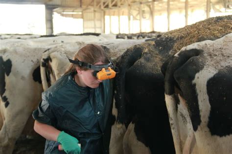 Successful Dairy Cattle Breeding Programs