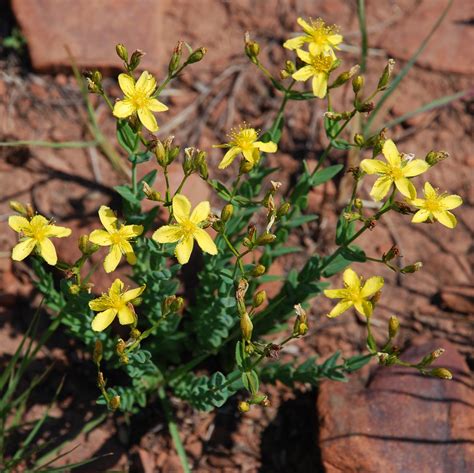 Hypericum Aethiopicum Wildflower Nursery