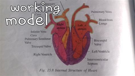 Working Heart Model Heart Science Project Th Class Bio Working Model Project Youtube