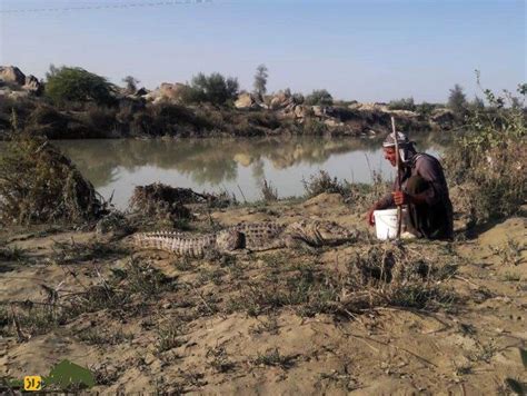 ملک‌ دینار شجره پدر تمساح‌های ایران؛ پیرمرد بلوچی که زبان تمساح‌ها را