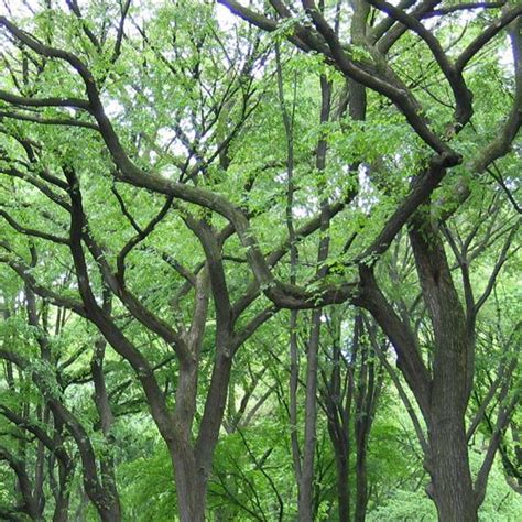 The Global Deforestation Crisis Chipps Tree Care
