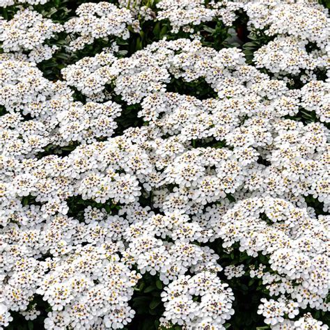 Candytuft Flower Care Flowers Lover