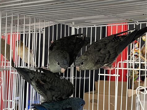 Black Lineolated Parakeets For Sale