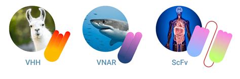 Nanobody® Vs Antibody Tracer