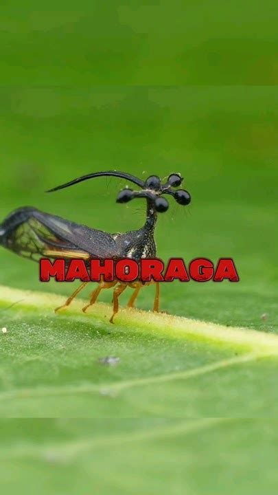 Mahoraga Bug Mahoraga Edit Edit Animeedit Anime Mahoraga Jjkedit
