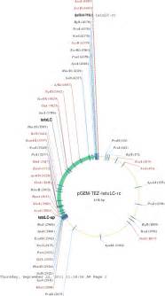 Addgene PGEMTEZ TeTxLC