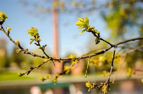 13615 вяз стоковые фото бесплатные и стоковые фото Rf от Dreamstime