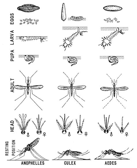 How To Identify Culex Anopheles And Aedes Mosquitoes And Their Larvae Researchgate