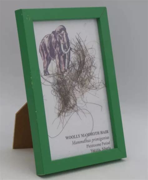 Ice Age Prehistoric Fossil Woolly Mammoth Hair Pleistocene Siberia In