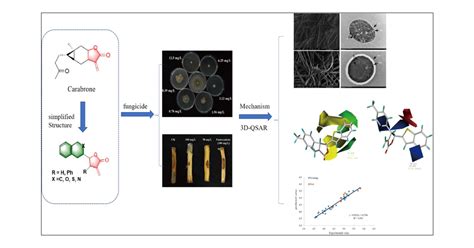 Heterocycle Substituted α Methylene γ Butyrolactones Derivatives Synthesis Antifungal Activity