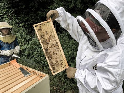 Backyard Beekeeping For Beginners Rocky Hedge Farm