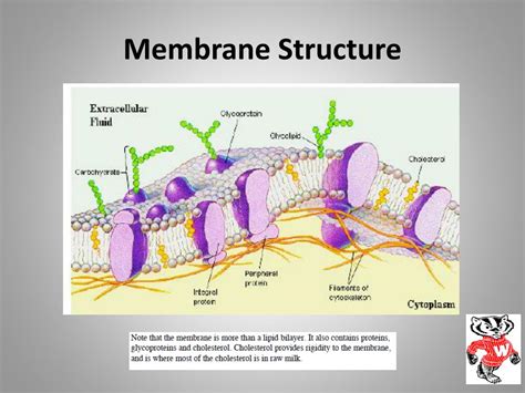 Ppt Milk Fat Synthesis Powerpoint Presentation Free Download Id