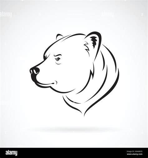 Motif Vectoriel De Tête Dours Sur Fond Blanc Animaux Sauvages