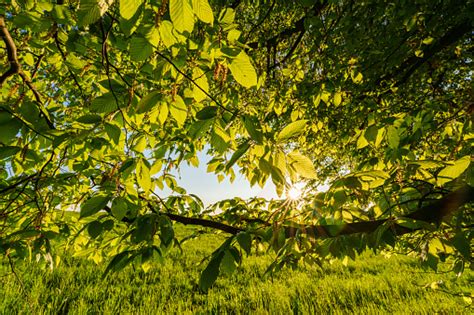 녹색 단풍과 나무는 태양이 내리쬐는 봄이 있는 숲에 있습니다 식물 숲 환경의 날에 대한 농업 개념은 잎 허브에 햇빛을 비춘다 0명에 대한 스톡 사진 및 기타 이미지 Istock