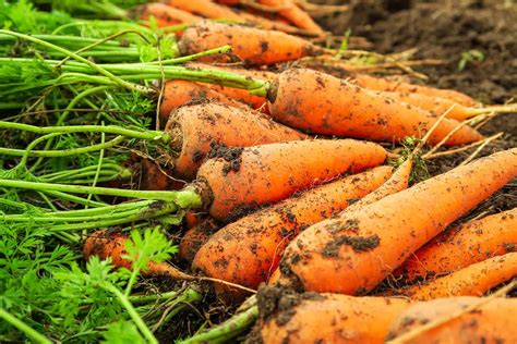 How To Identify And Manage 11 Carrot Diseases Gardeners Path