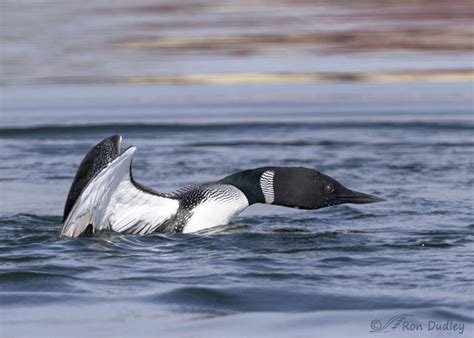 Common Loon Threat Display And Victory Wing Flap Feathered Photography