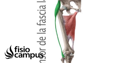 Tensor de la fascia lata Qué es cómo estirar y fortalecer origen