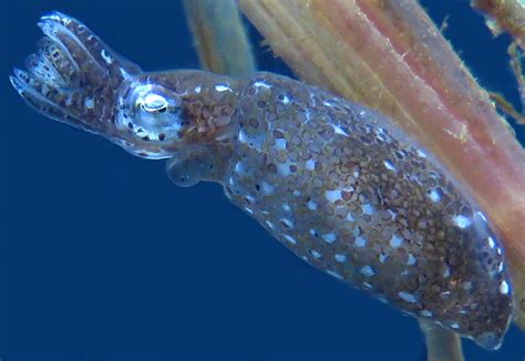 New Species Of Pygmy Squid Discovered Biology Sci