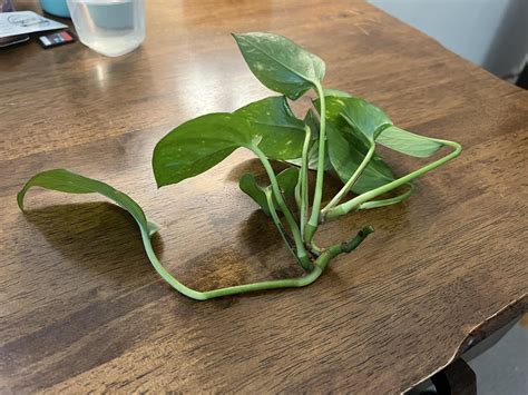 Broken Pothos Propagation R Houseplants