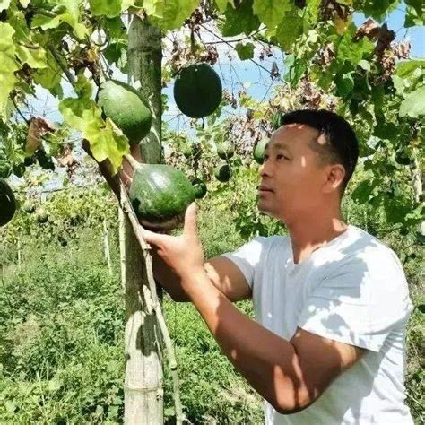 【建功新时代、书记有话说】第七期关注五营村党支部书记孙杰种植村民组织