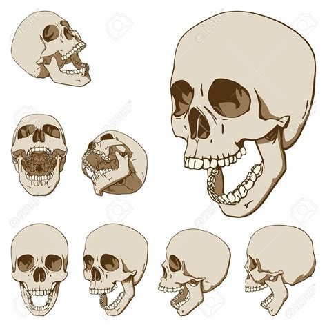 Anatomy Sketches Anatomy Drawing Anatomy Art Drawing Sketches