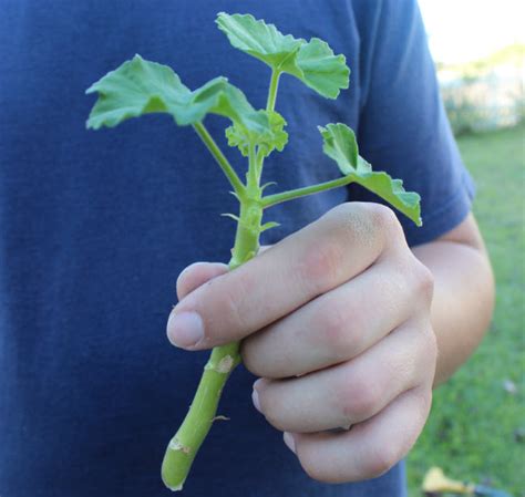 Cuttings