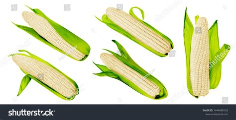 Fresh White Corn Isolated Over 148052 Royalty Free Licensable Stock
